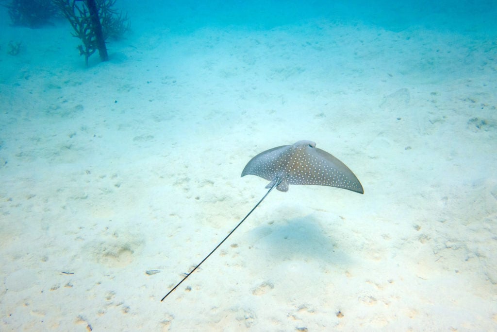 Differences between the Rays (Stingrays, Eagle Rays & Manta Rays ...