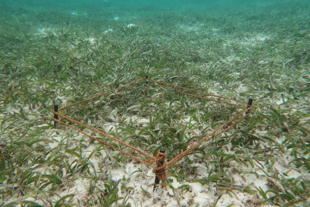 Seagrass Awareness Month - Gili Lankanfushi Maldives