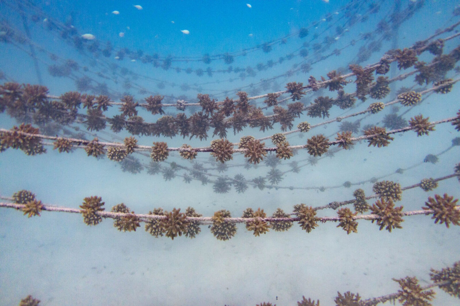 2020 Coral Lines Project Report - Gili Lankanfushi Maldives