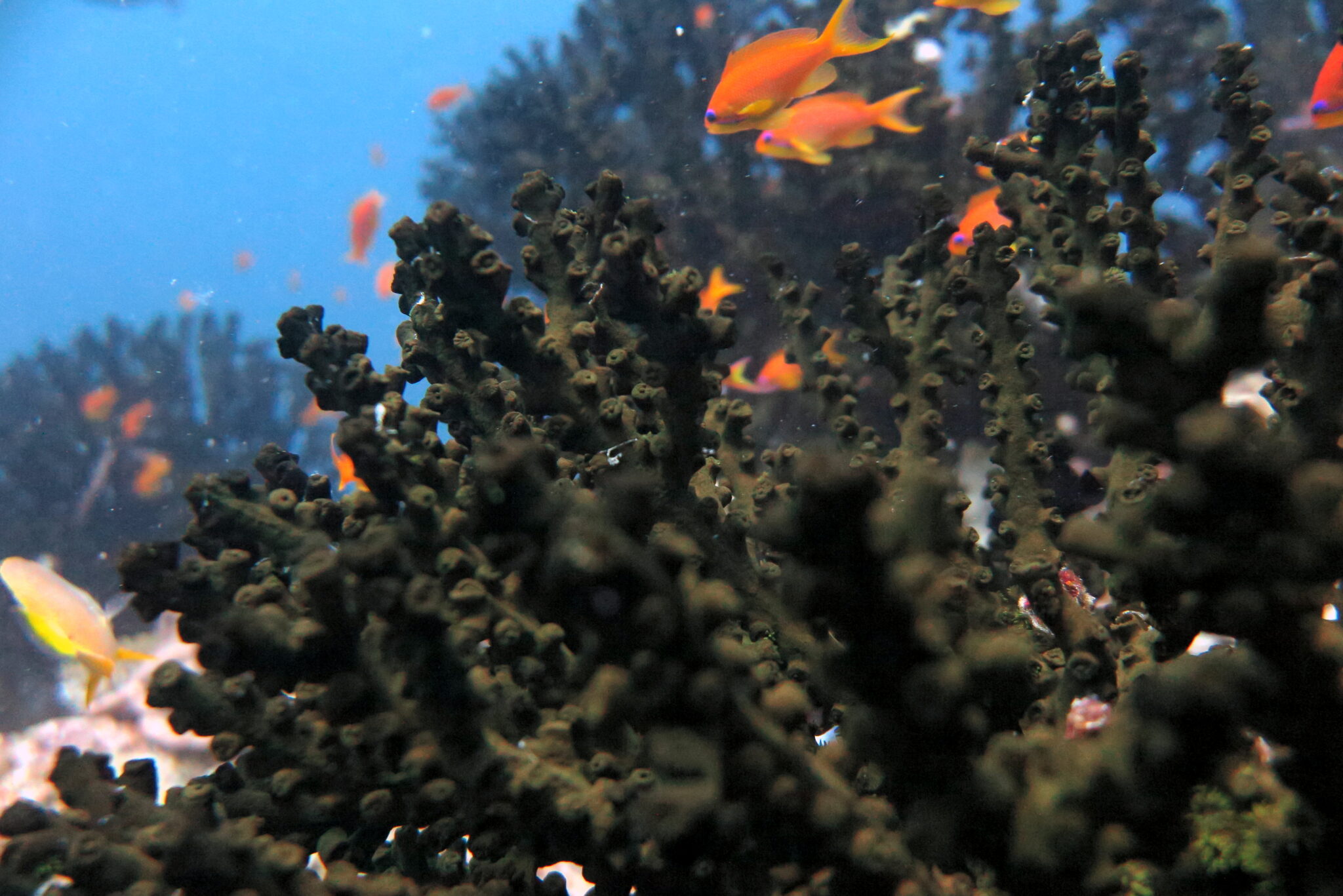 Black Sun Coral (Tubastrea micranthus): the future of coral reefs ...