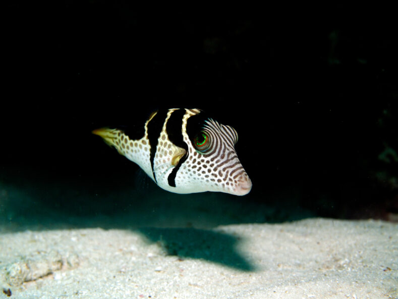 Batesian Mimicry: the Four-Saddled Pufferfish and its Mimic Filefish ...