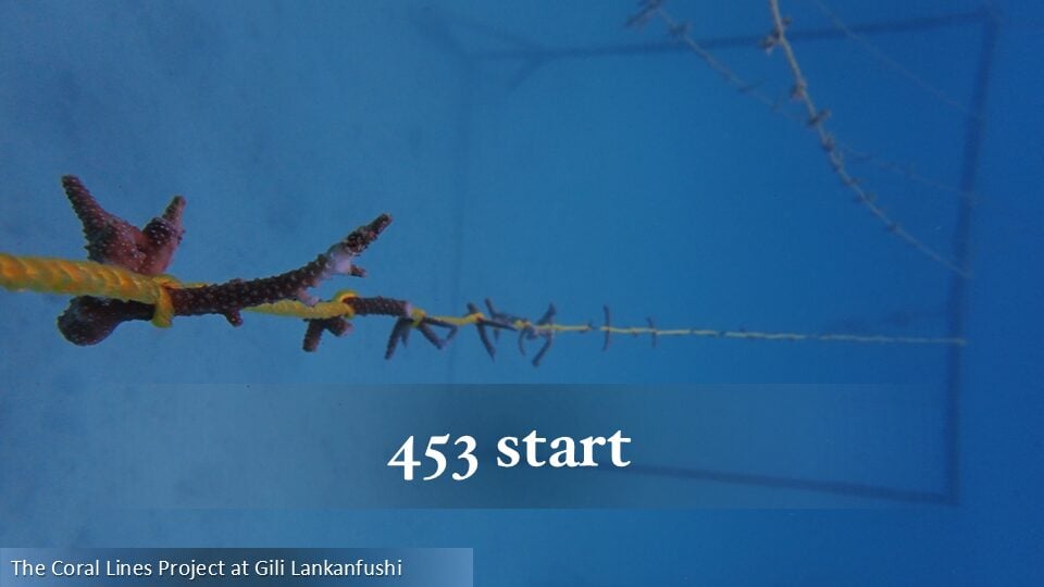 453 - Gili Lankanfushi Maldives