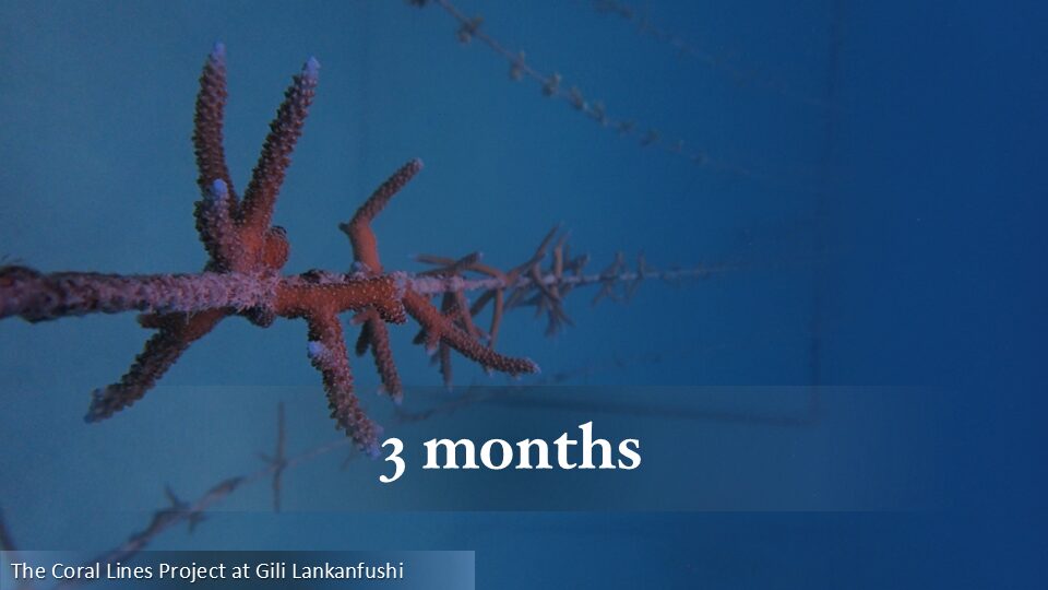 453 - Gili Lankanfushi Maldives